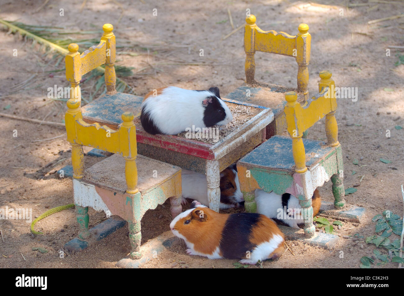 Guinea pigs (Cavia porcellus) sitting on miniature chairs at a ...