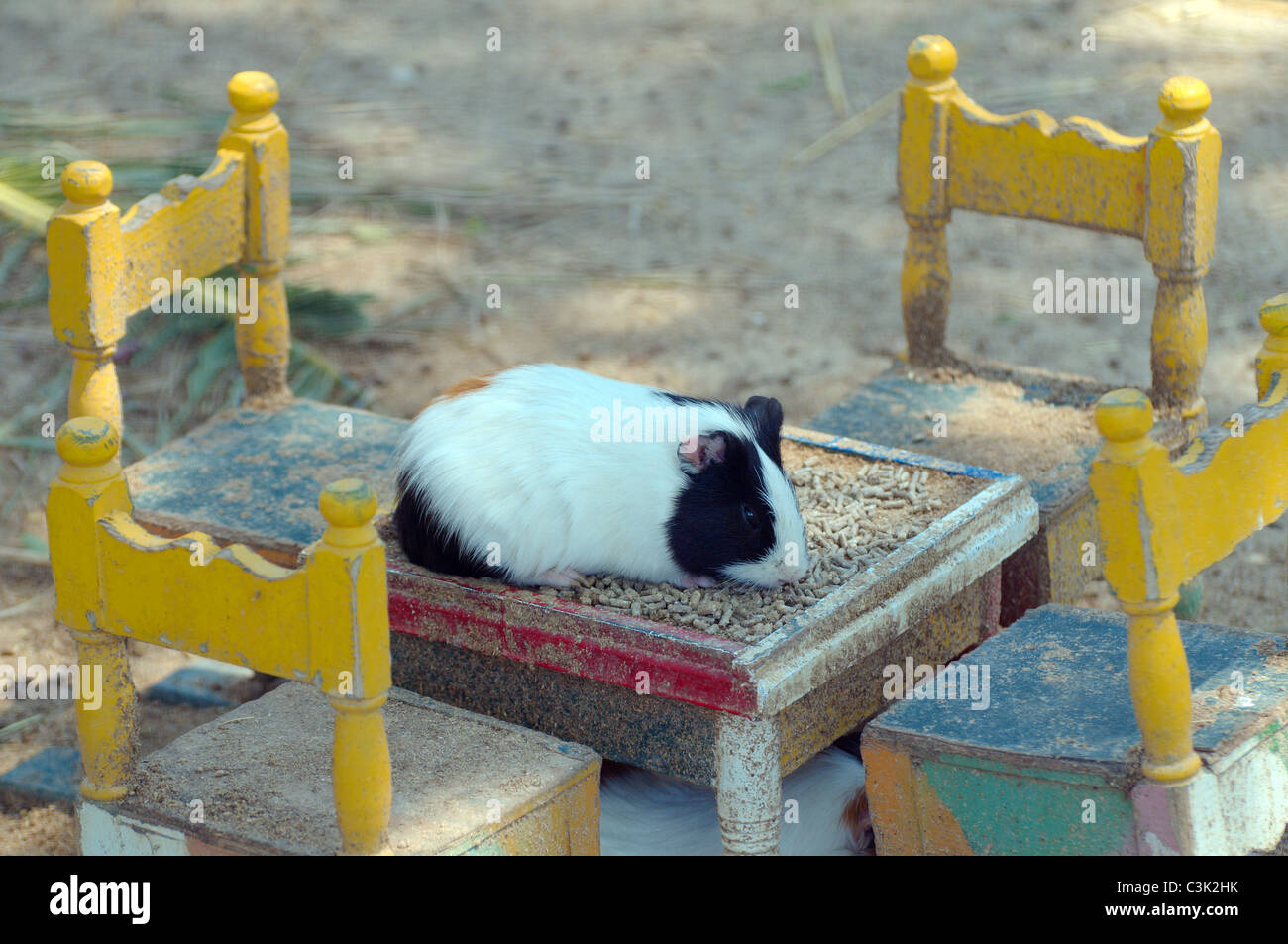 Guinea pigs (Cavia porcellus) sitting on miniature chairs at a ...