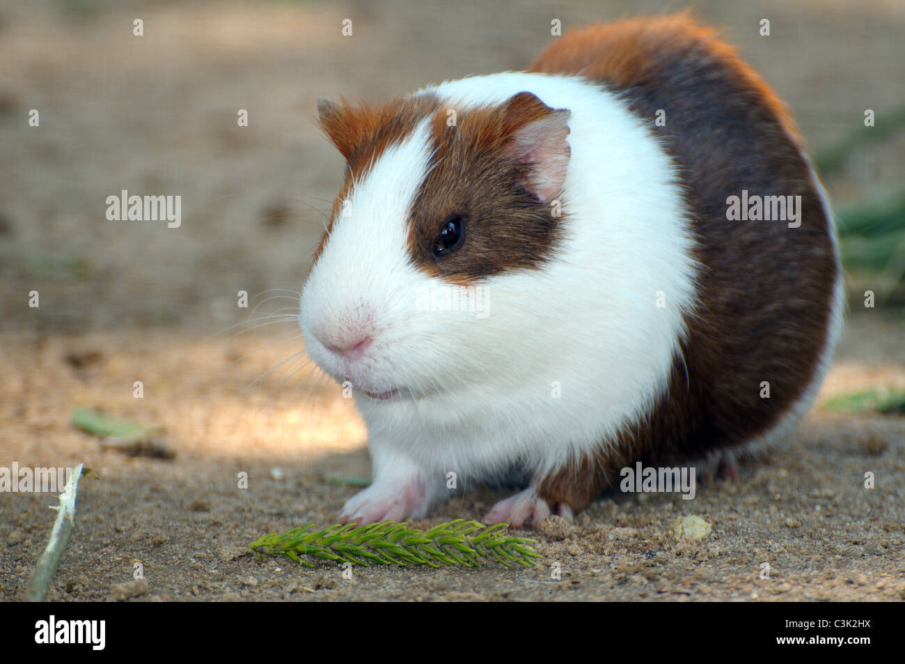 Guinea pigs (Cavia porcellus) sitting on miniature chairs at a ...