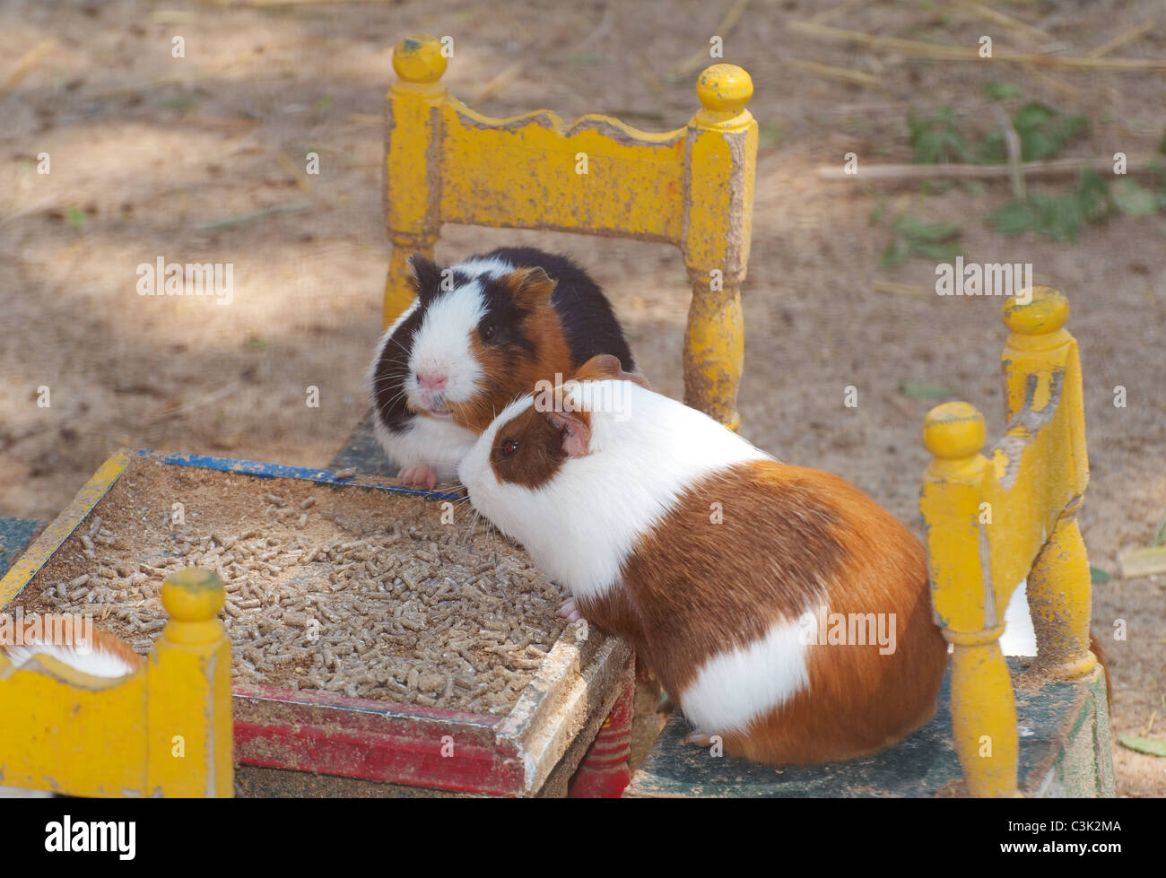 Guinea pigs (Cavia porcellus) sitting on miniature chairs at a ...