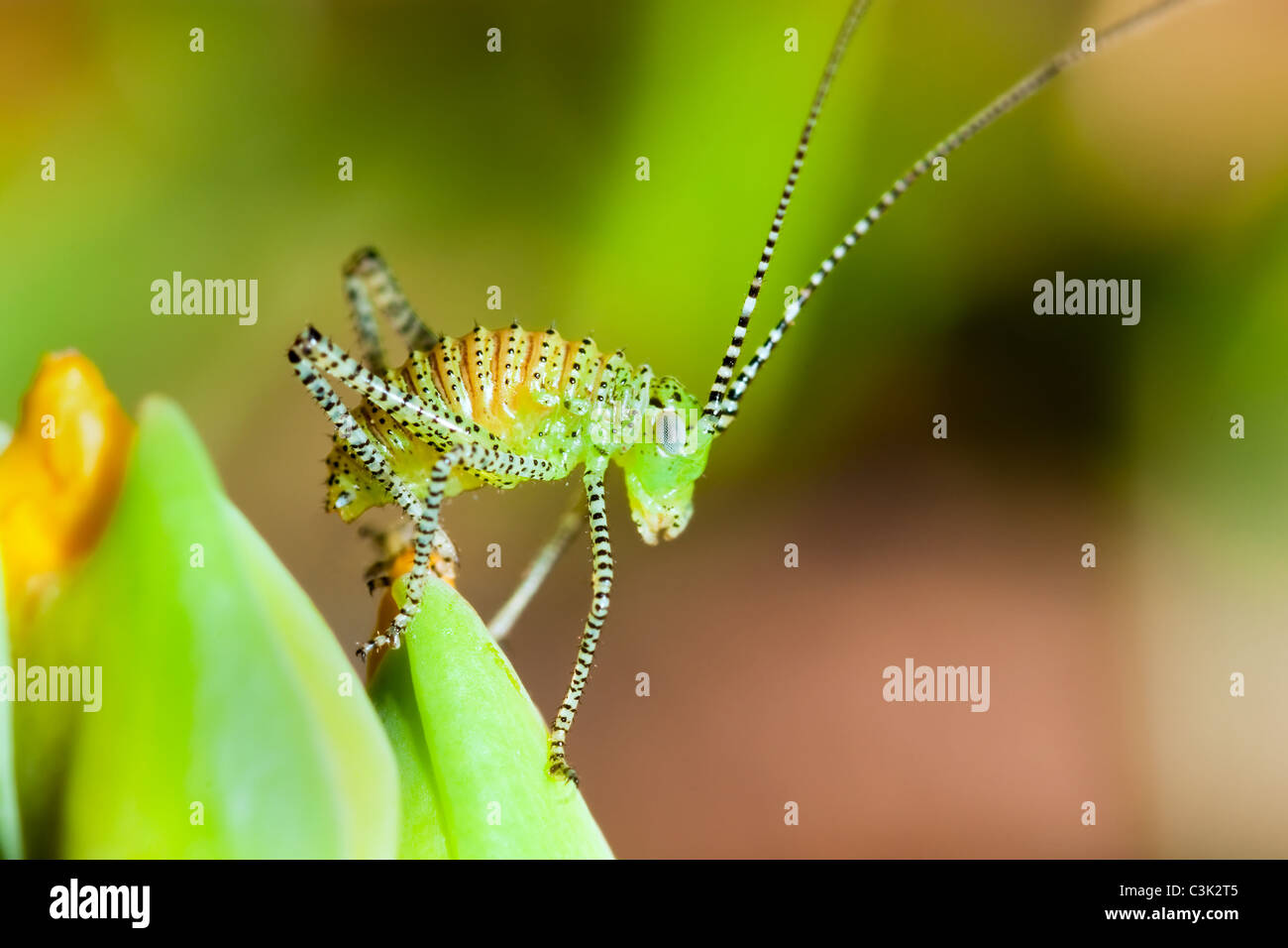 Juvenile Speckled Bush Cricket Stock Photo - Alamy