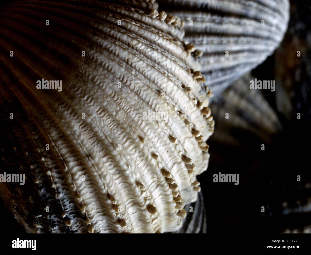 Ribbed shells hi-res stock photography and images - Alamy