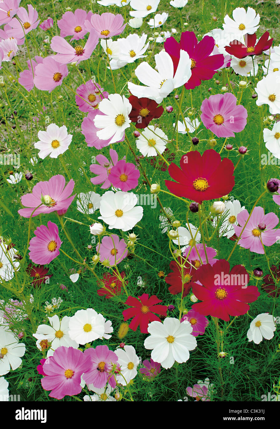 Background of blooming flowers, close up Stock Photo - Alamy