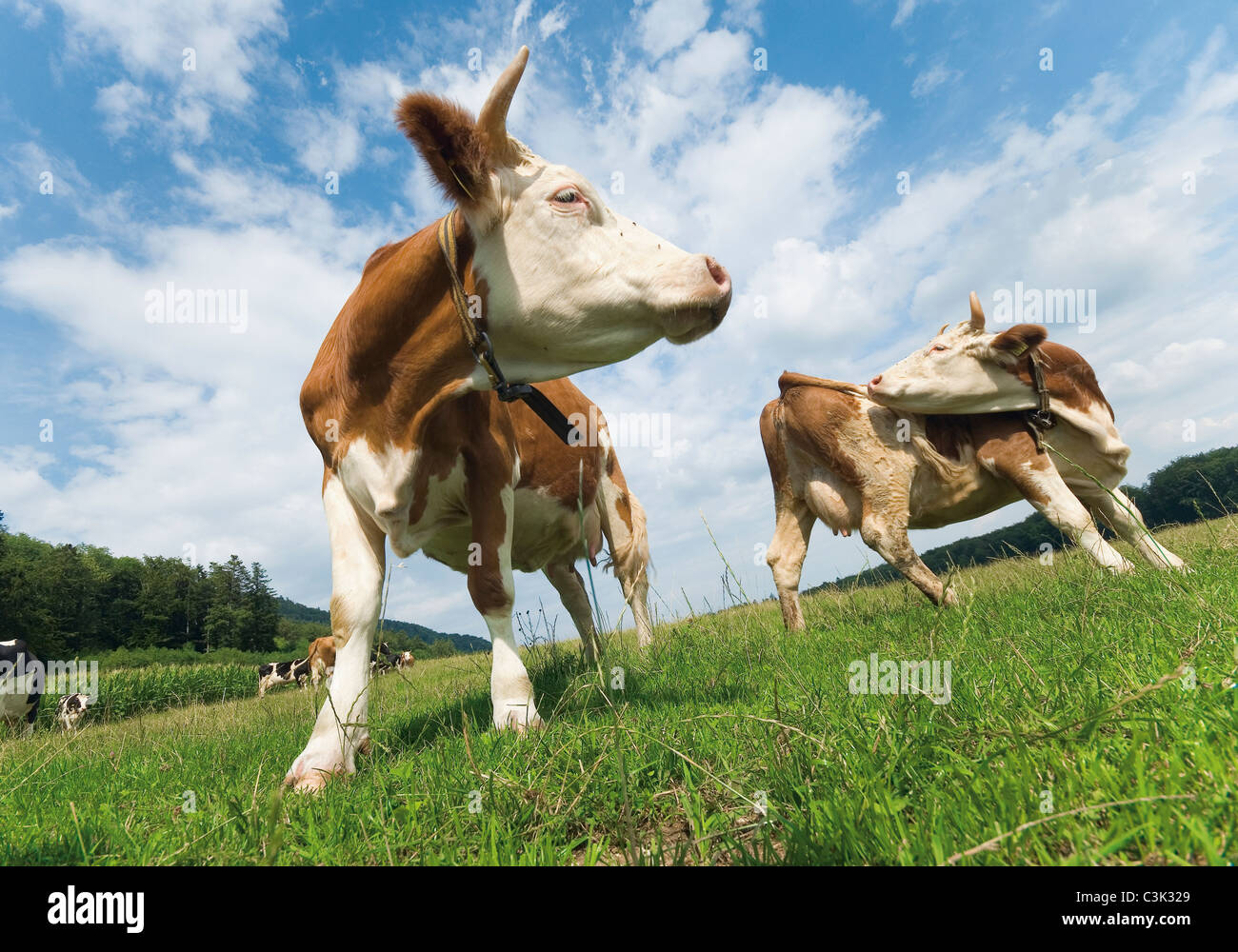 Ruminant cattle hi-res stock photography and images - Alamy