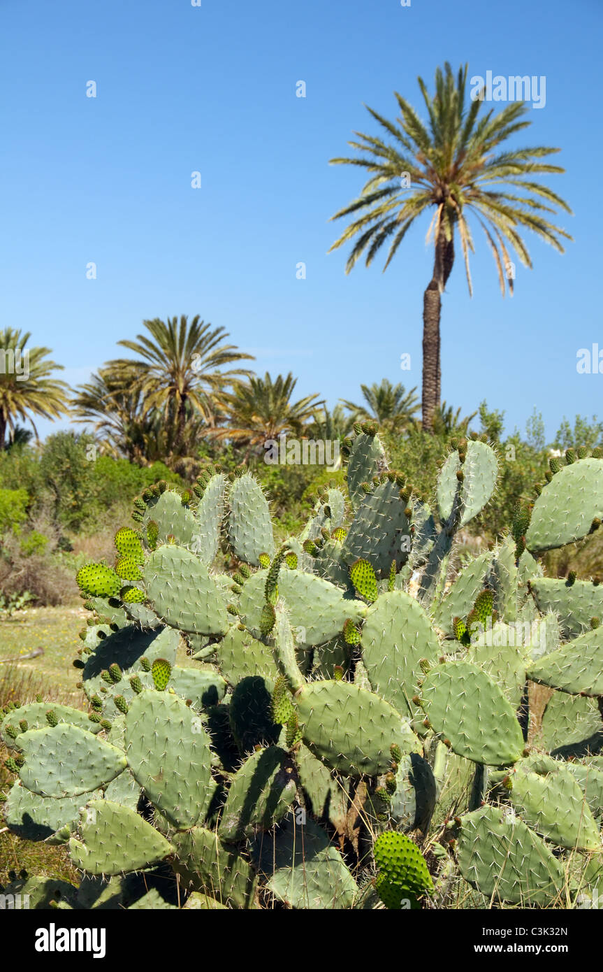 Indian fig opuntia, Barbary fig, or Prickly pear (Opuntia ficus-indica ...