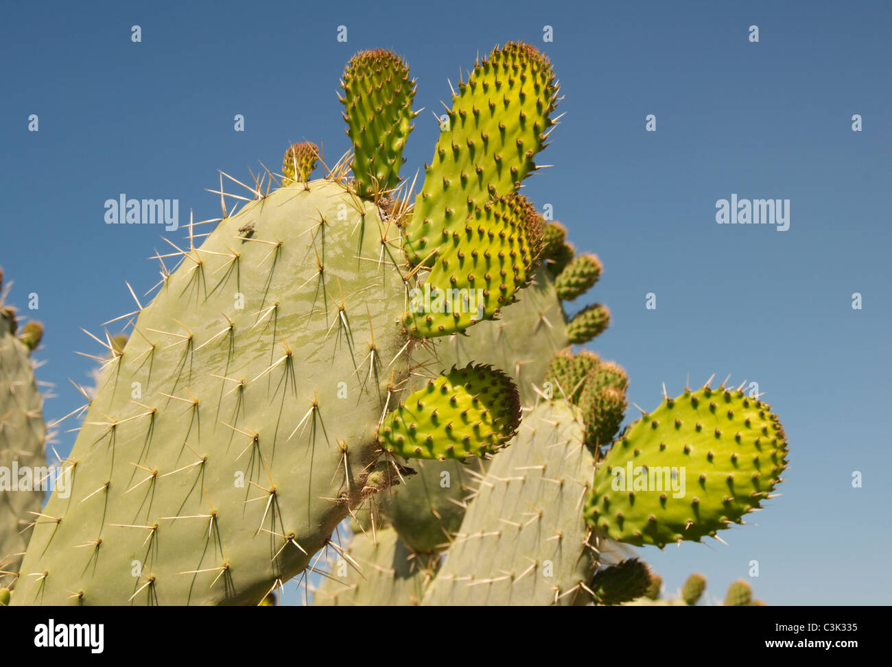 Indian fig opuntia, Barbary fig, or Prickly pear (Opuntia ficus-indica ...