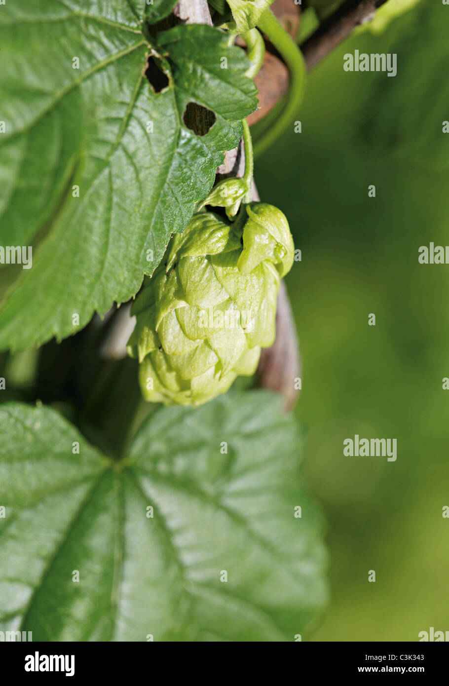 Bloom hop hi-res stock photography and images - Alamy