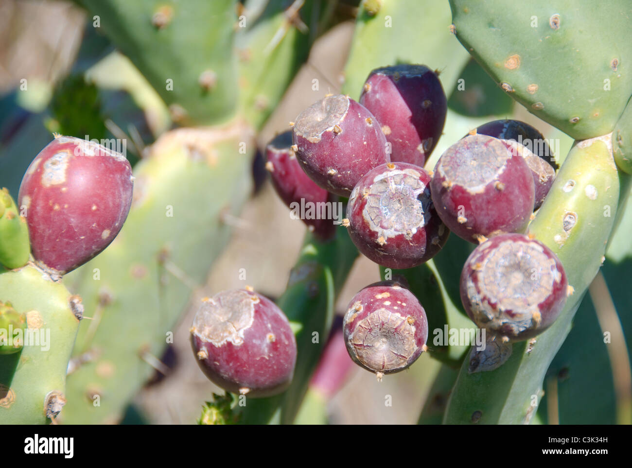 Indian fig opuntia, Barbary fig, or Prickly pear (Opuntia ficus-indica ...