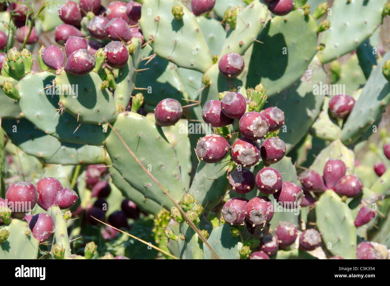 Indian fig opuntia, Barbary fig, or Prickly pear (Opuntia ficus-indica ...