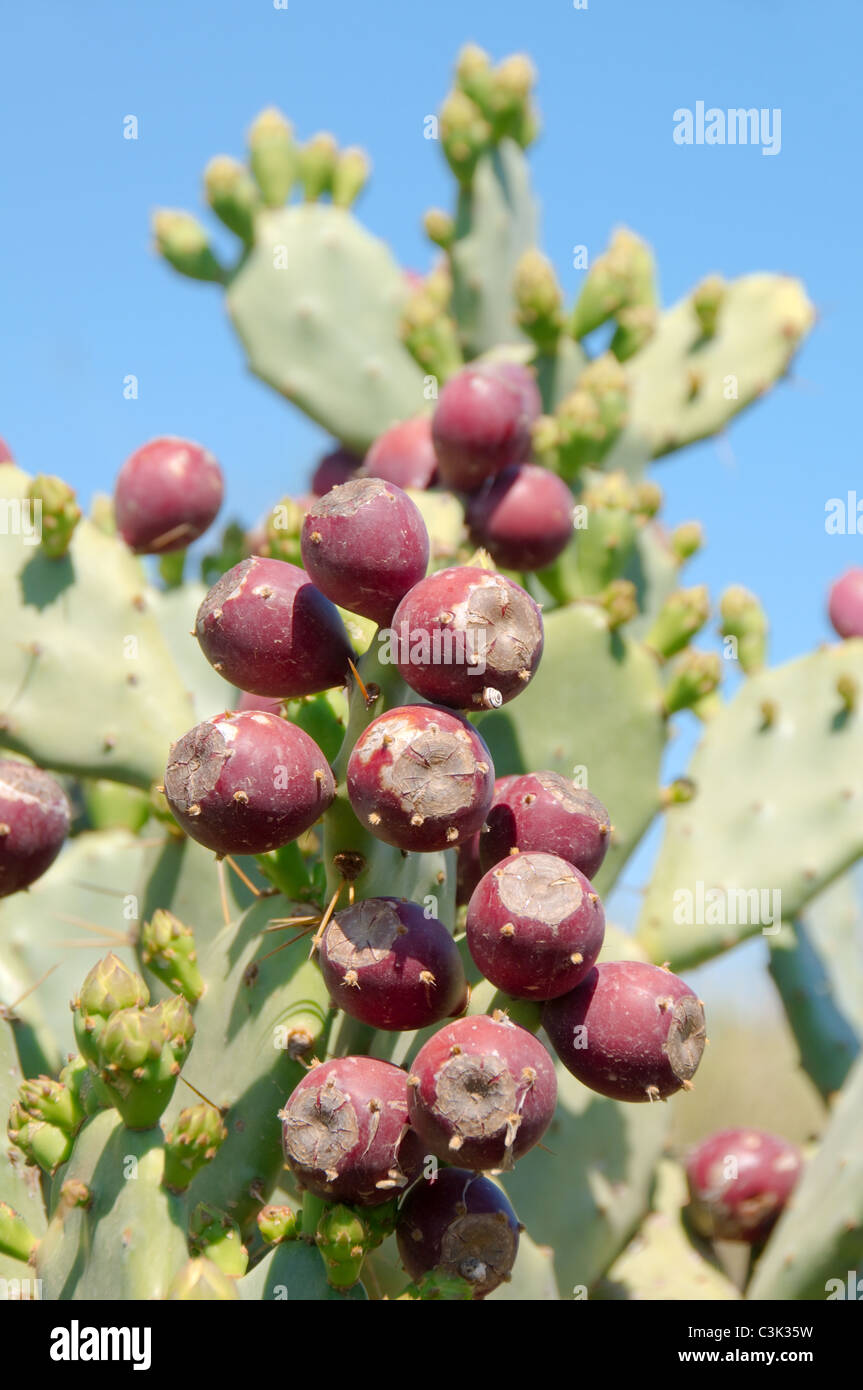 Indian fig opuntia, Barbary fig, or Prickly pear (Opuntia ficus-indica ...