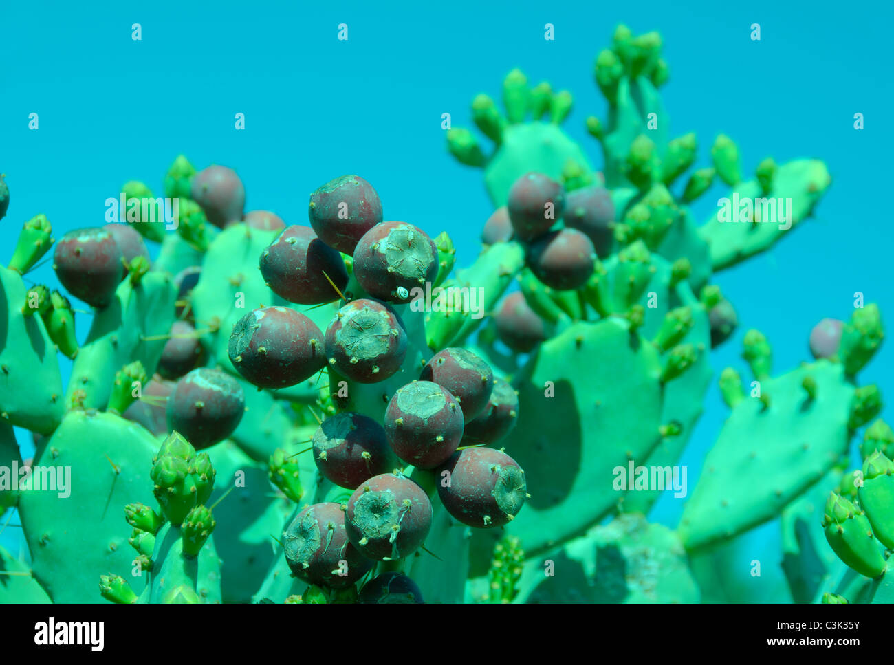 Indian fig opuntia, Barbary fig, or Prickly pear (Opuntia ficus-indica ...