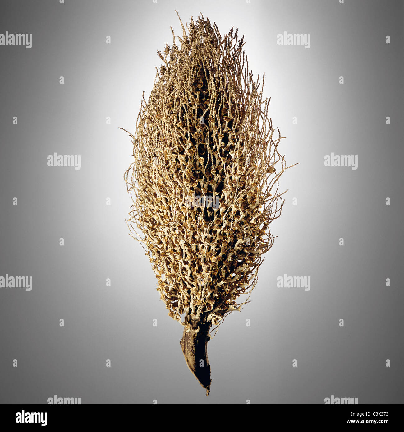 Dried plant, close up Stock Photo - Alamy