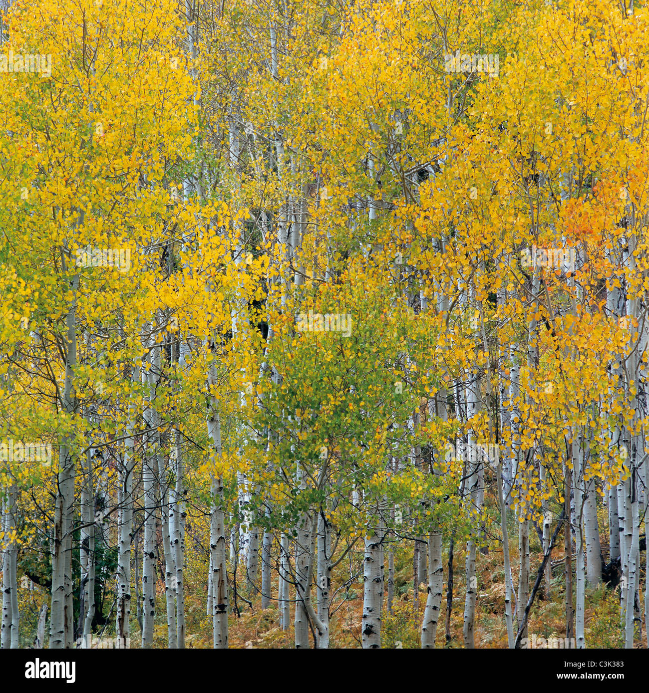 Birch tree forest hi-res stock photography and images - Alamy
