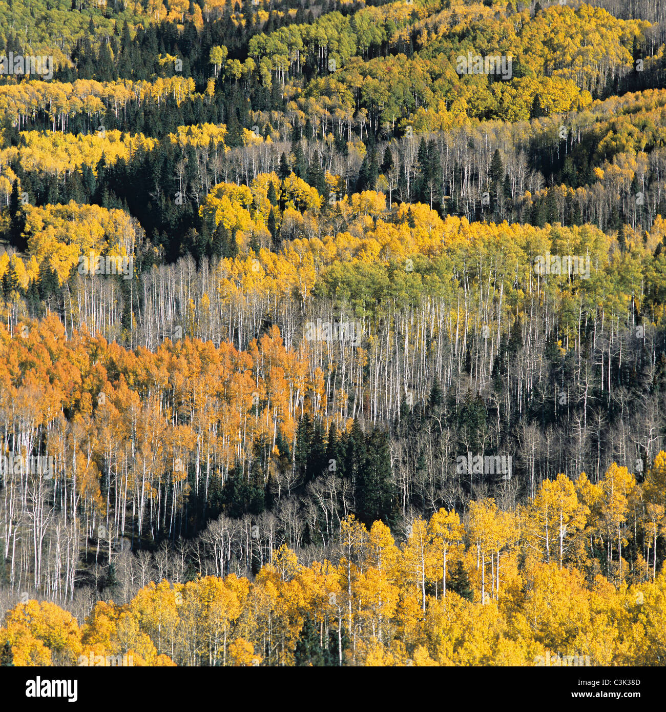 Birch tree forest hi-res stock photography and images - Alamy