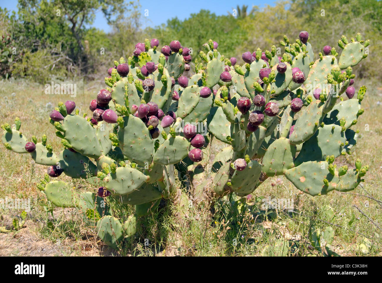 Indian fig opuntia, Barbary fig, or Prickly pear (Opuntia ficus-indica ...