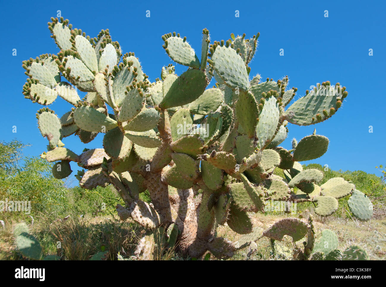 Indian fig opuntia, Barbary fig, or Prickly pear (Opuntia ficus-indica ...