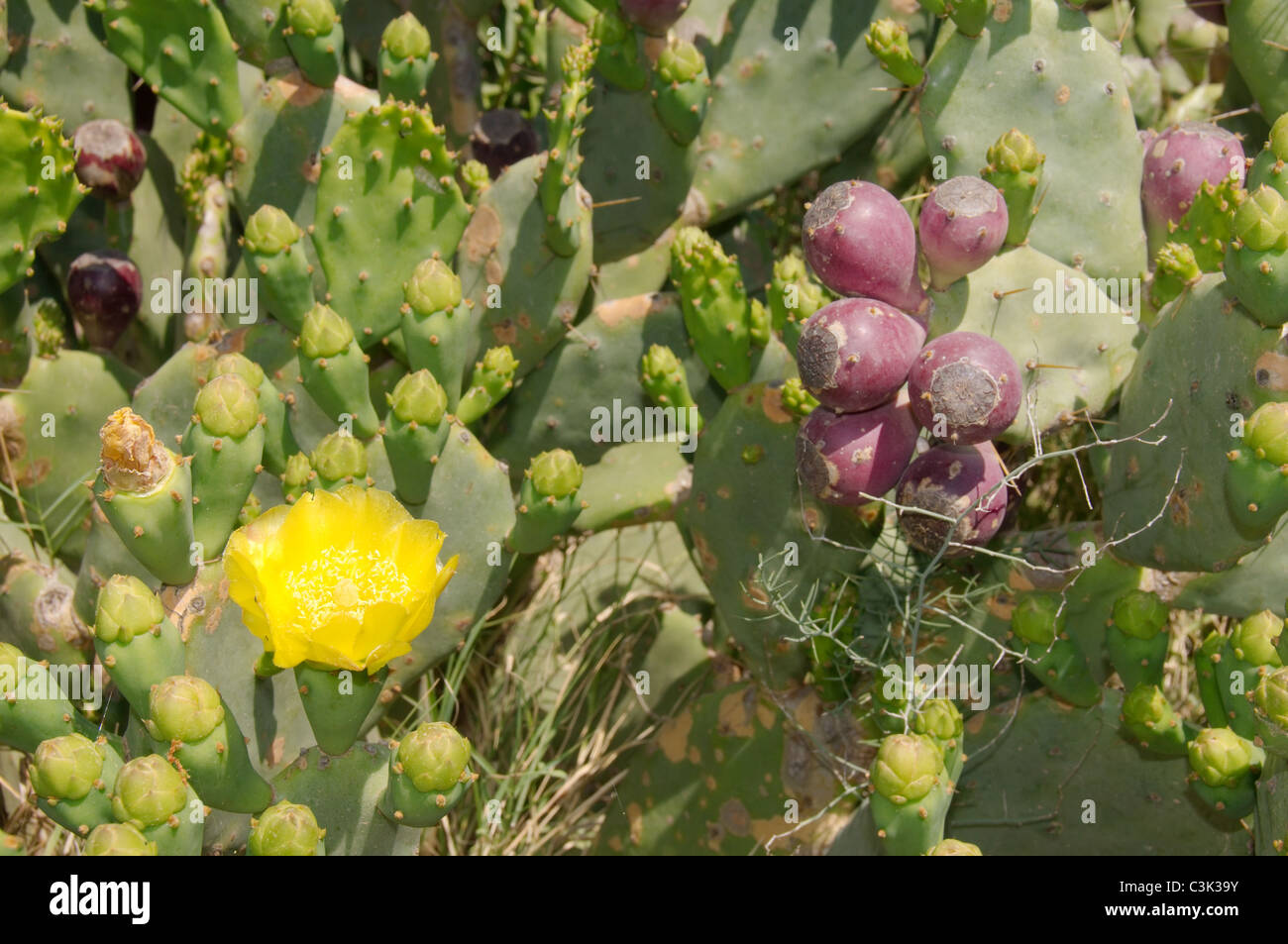 Indian fig opuntia, Barbary fig, or Prickly pear (Opuntia ficus-indica ...