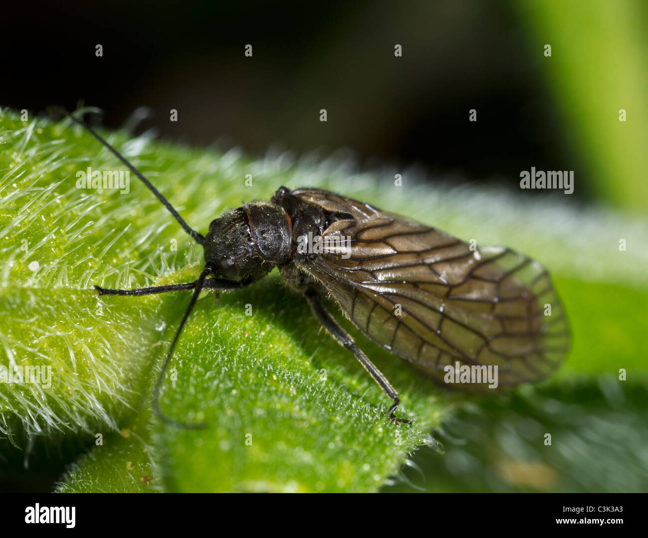 Alder fly (Sialis lutaria), adult Stock Photo - Alamy