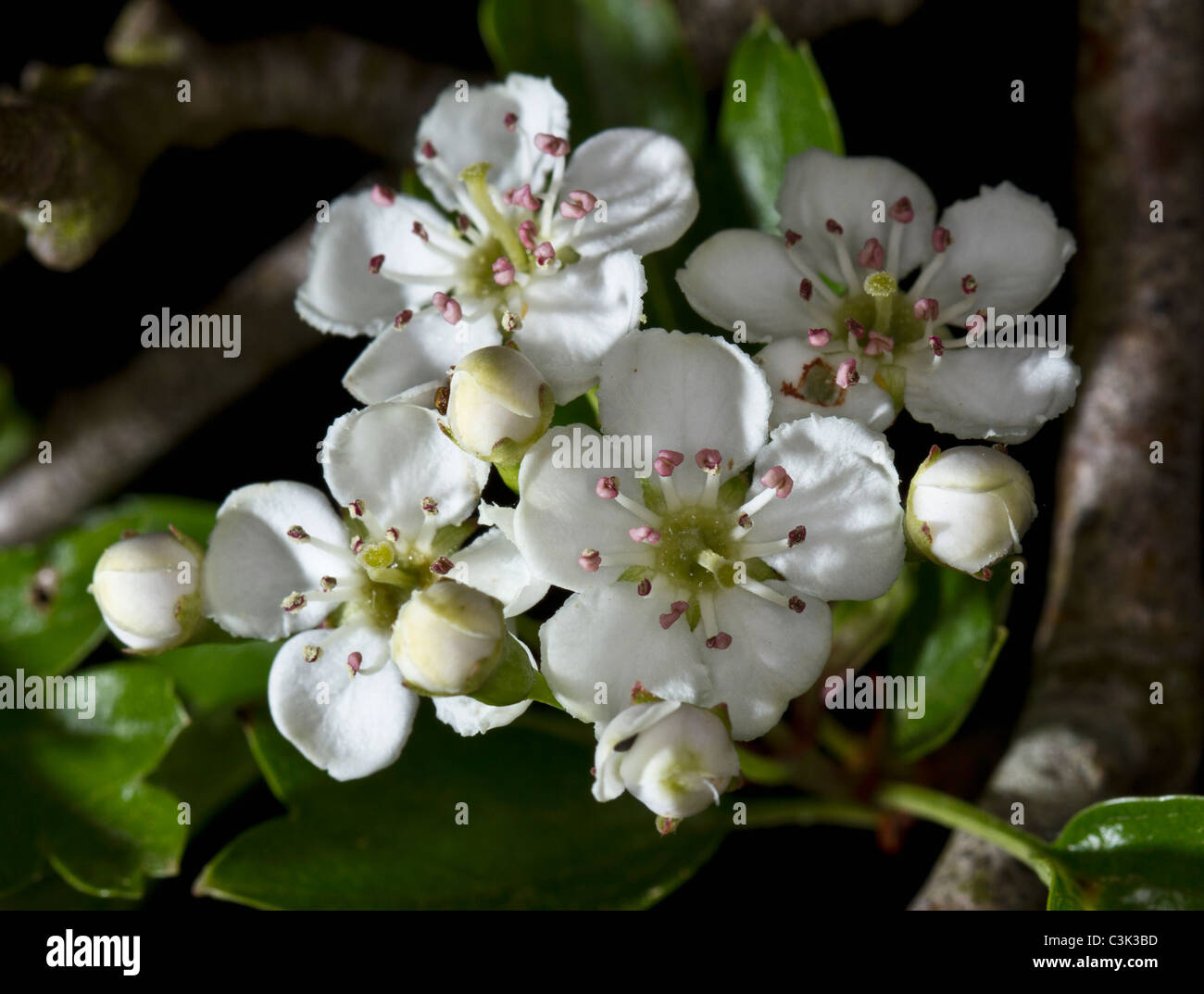Flower of the hawthorn (Crataegus sp Stock Photo - Alamy