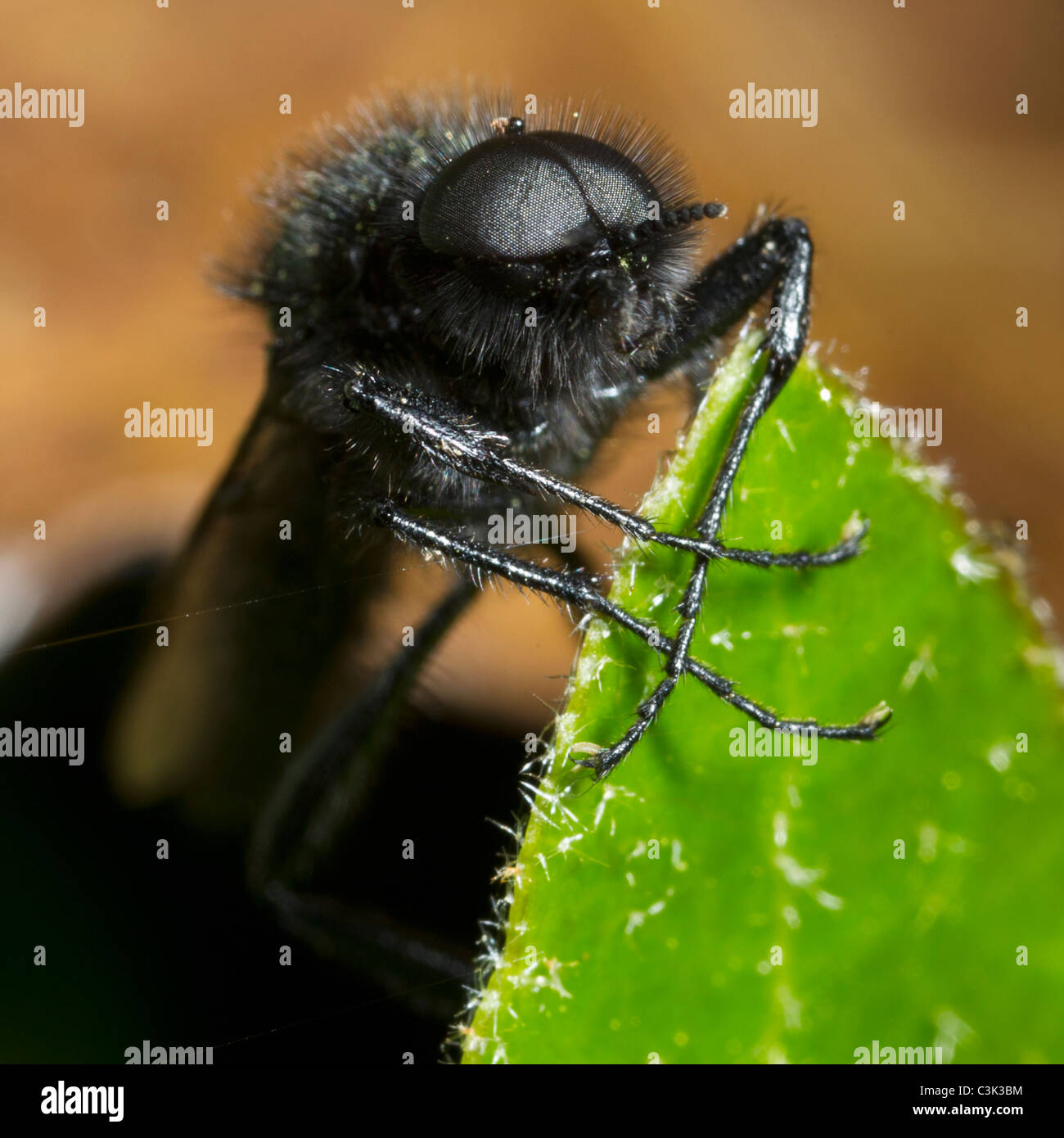 Male St. Mark's fly (Bibio marci), resting on a leaf Stock Photo - Alamy