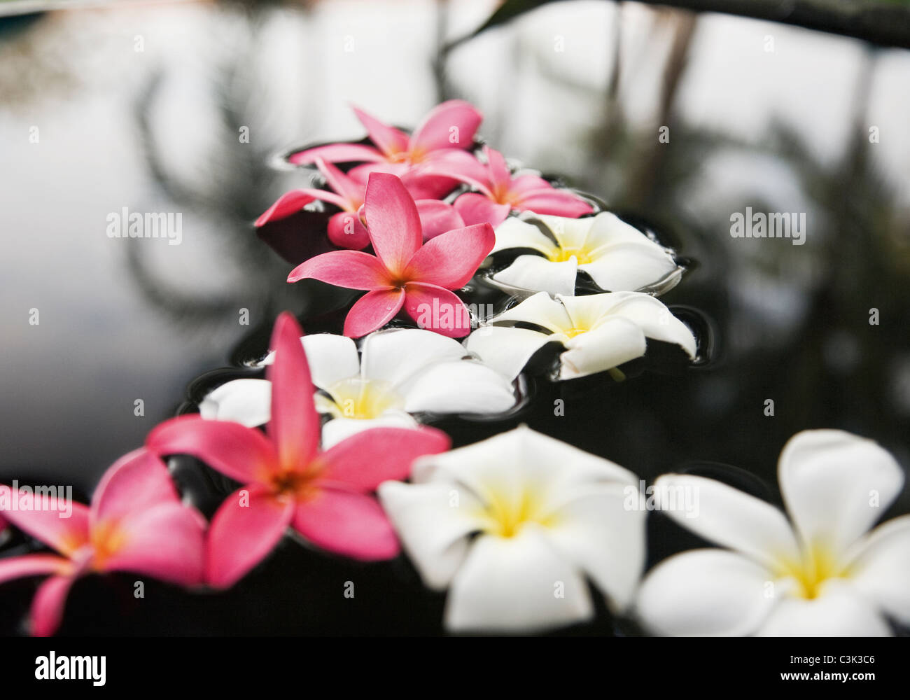Flowers floating on water, close up Stock Photo - Alamy