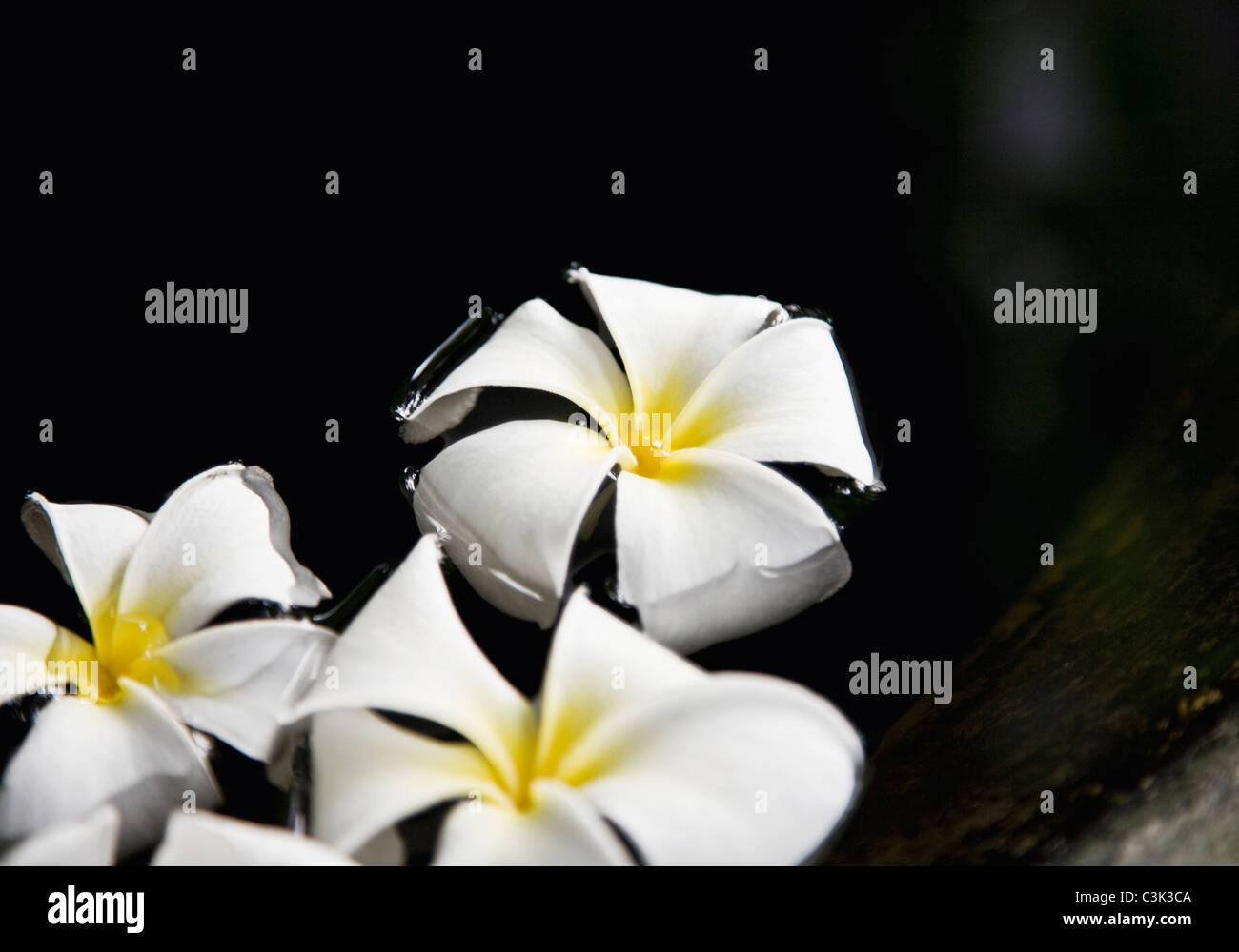 Flowers floating on water, close up Stock Photo - Alamy