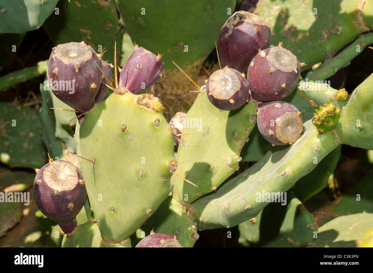 Indian fig opuntia, Barbary fig, or Prickly pear (Opuntia ficus-indica ...