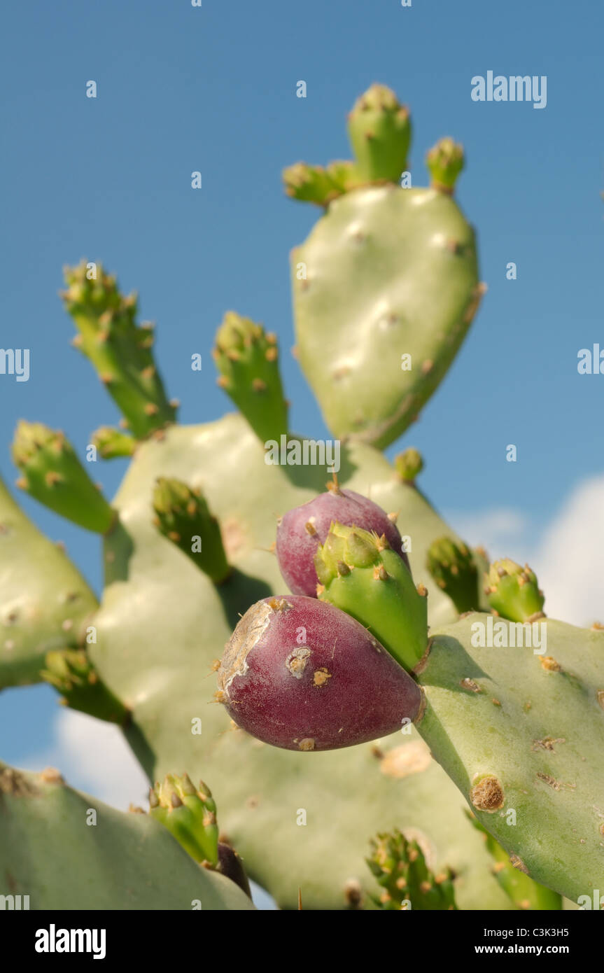 Indian fig opuntia, Barbary fig, or Prickly pear (Opuntia ficus-indica ...
