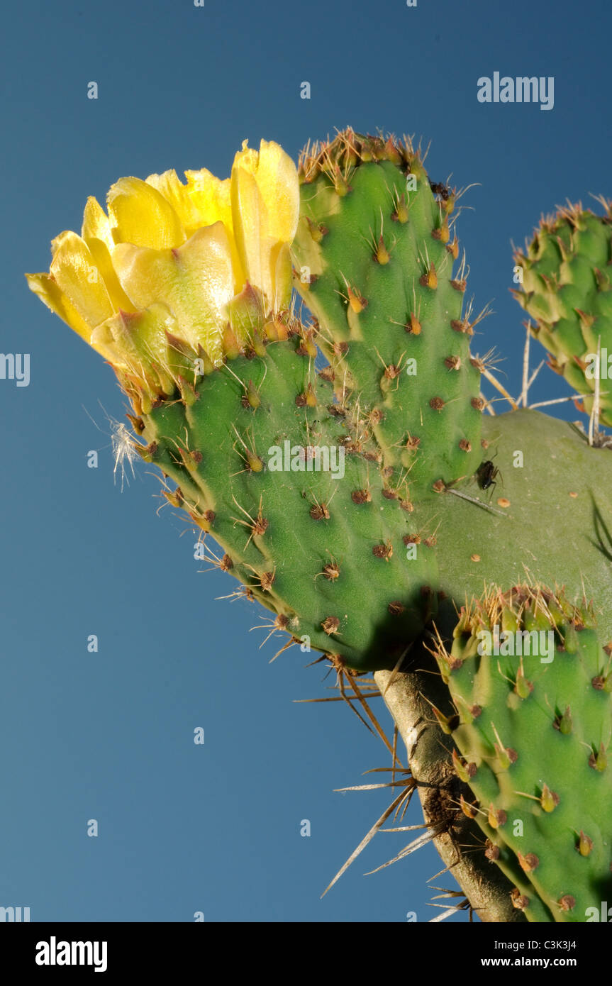 Cactus tunisia hi-res stock photography and images - Alamy