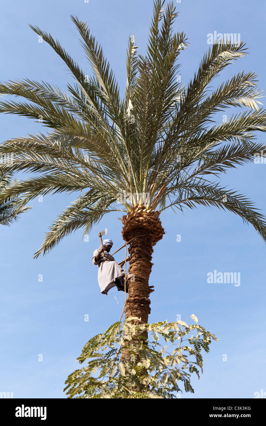 Local workman roped to the top of a palm tree using an axe to trim and ...