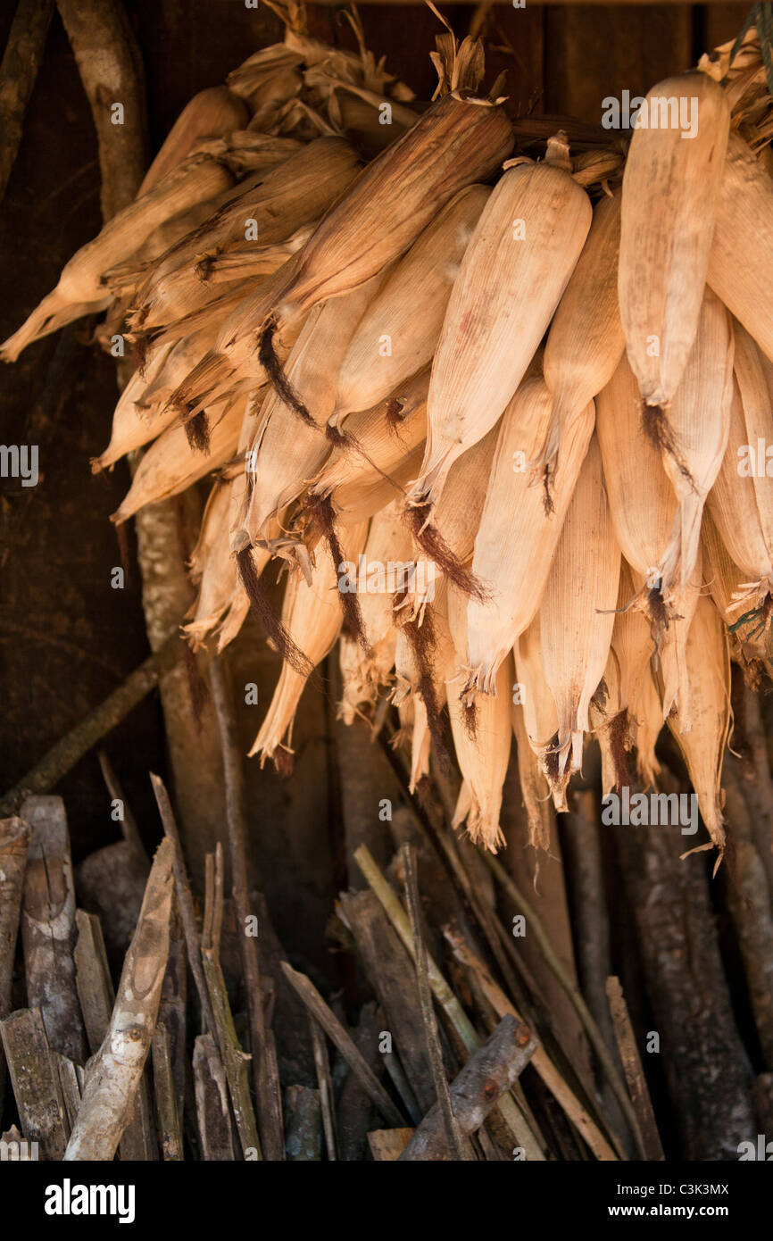 Corn hanging in the traditional way to dry, Xiangkhouang Province, Laos ...