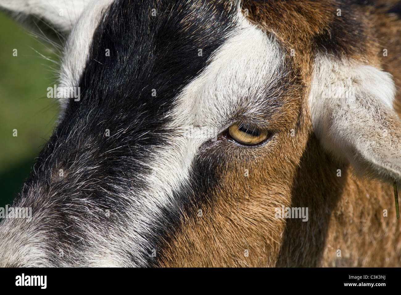 Semi abstract really as I loved the markings on this friendly goat at ...