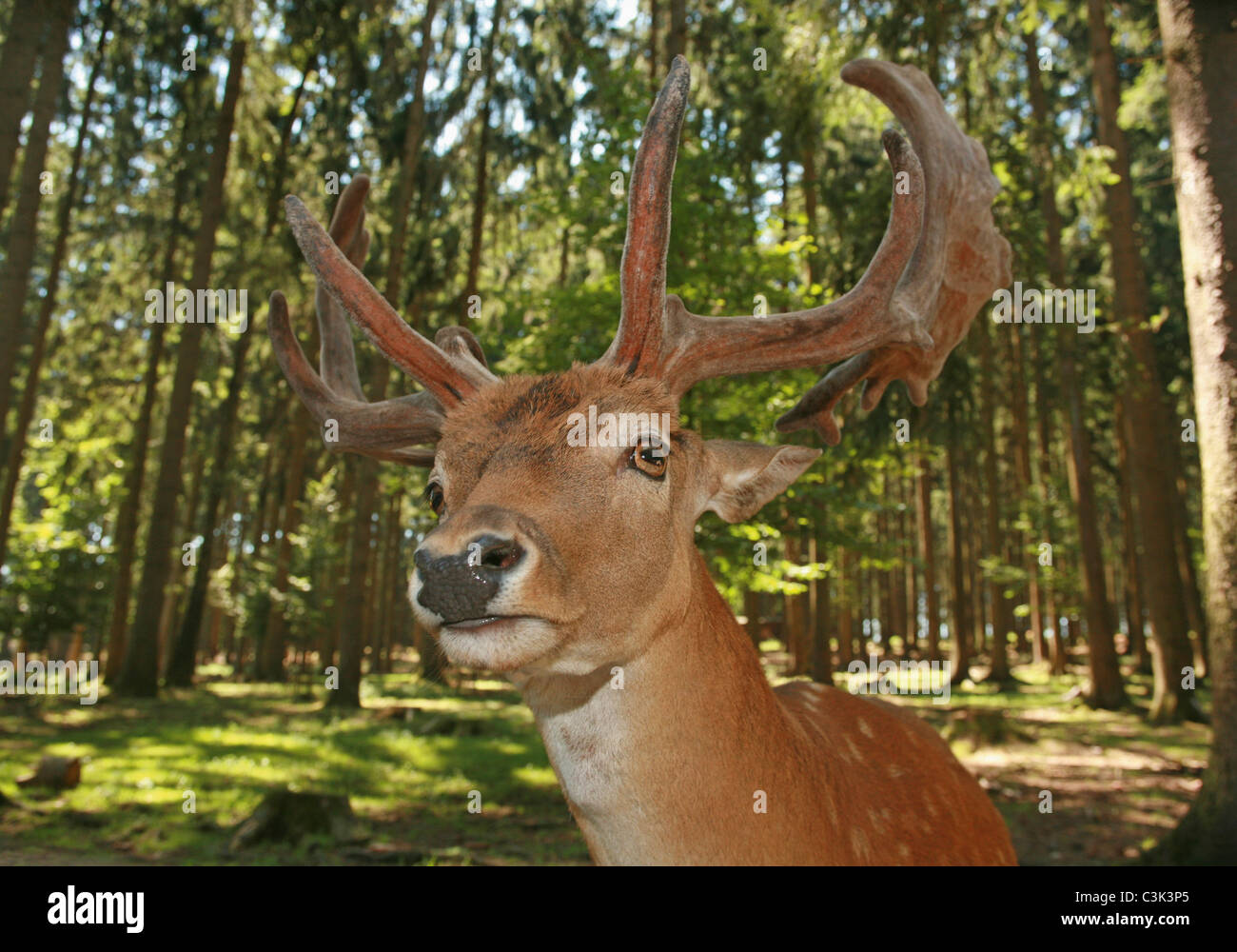 Germany, Red deer in the forest Stock Photo - Alamy