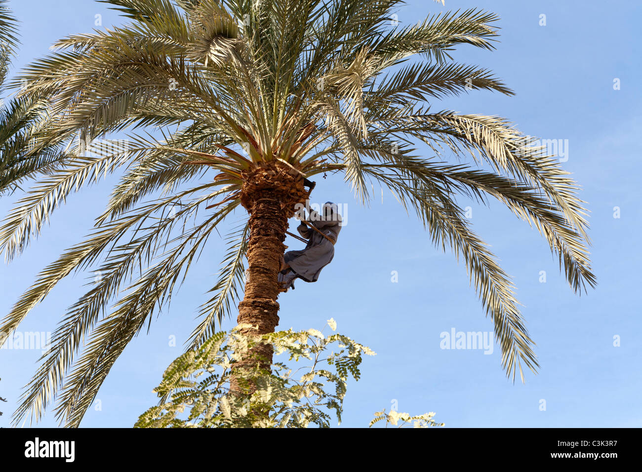 Local workman roped to the top of a palm tree using an axe to trim and ...