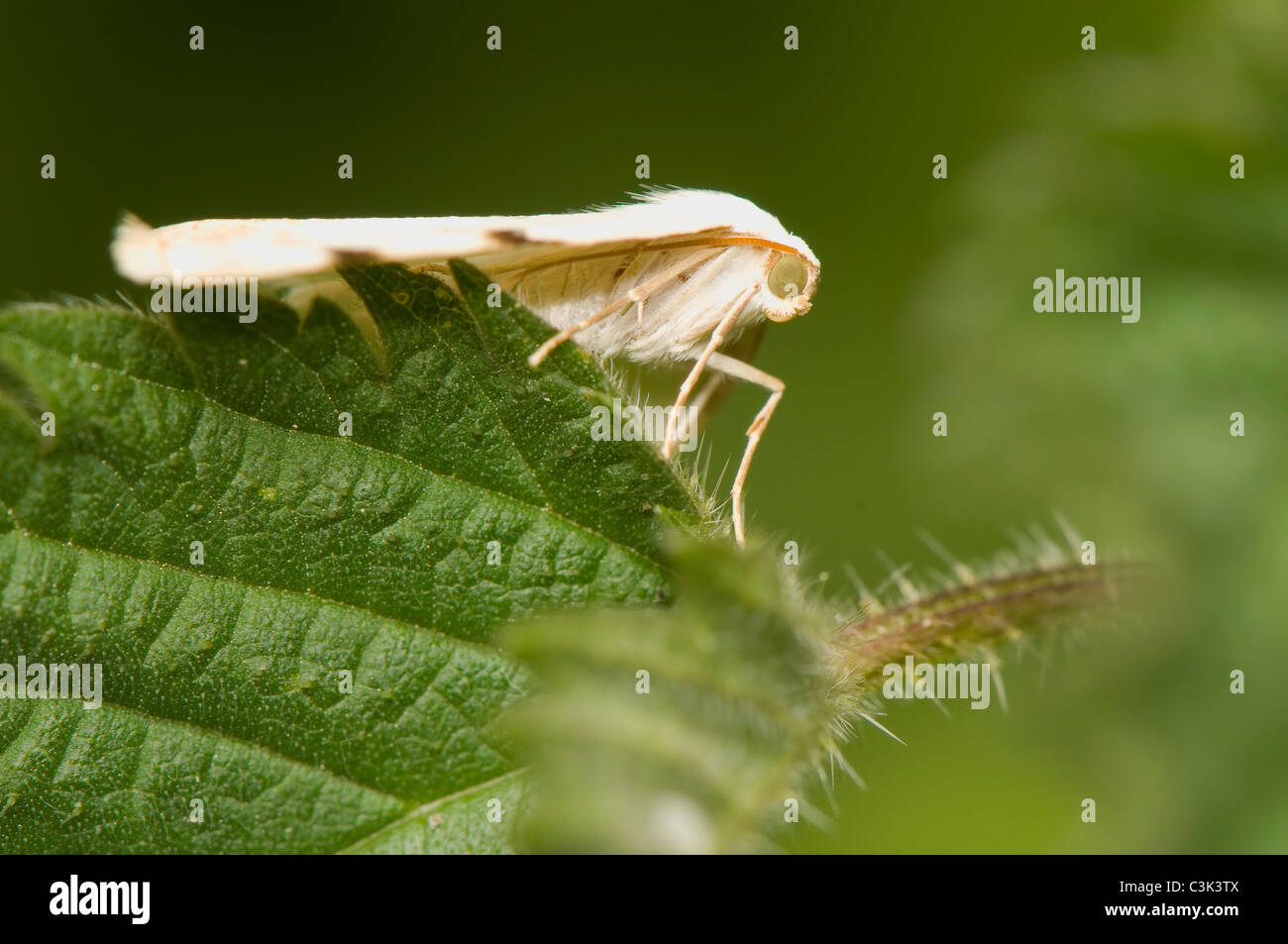 Clear wing moth hi-res stock photography and images - Alamy