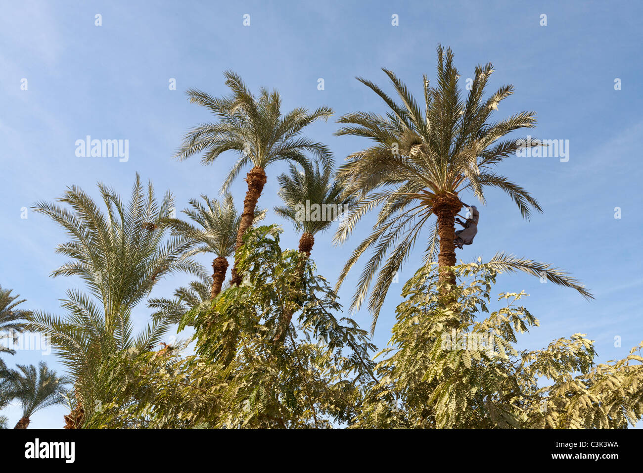 Pruning palm tree hi-res stock photography and images - Alamy