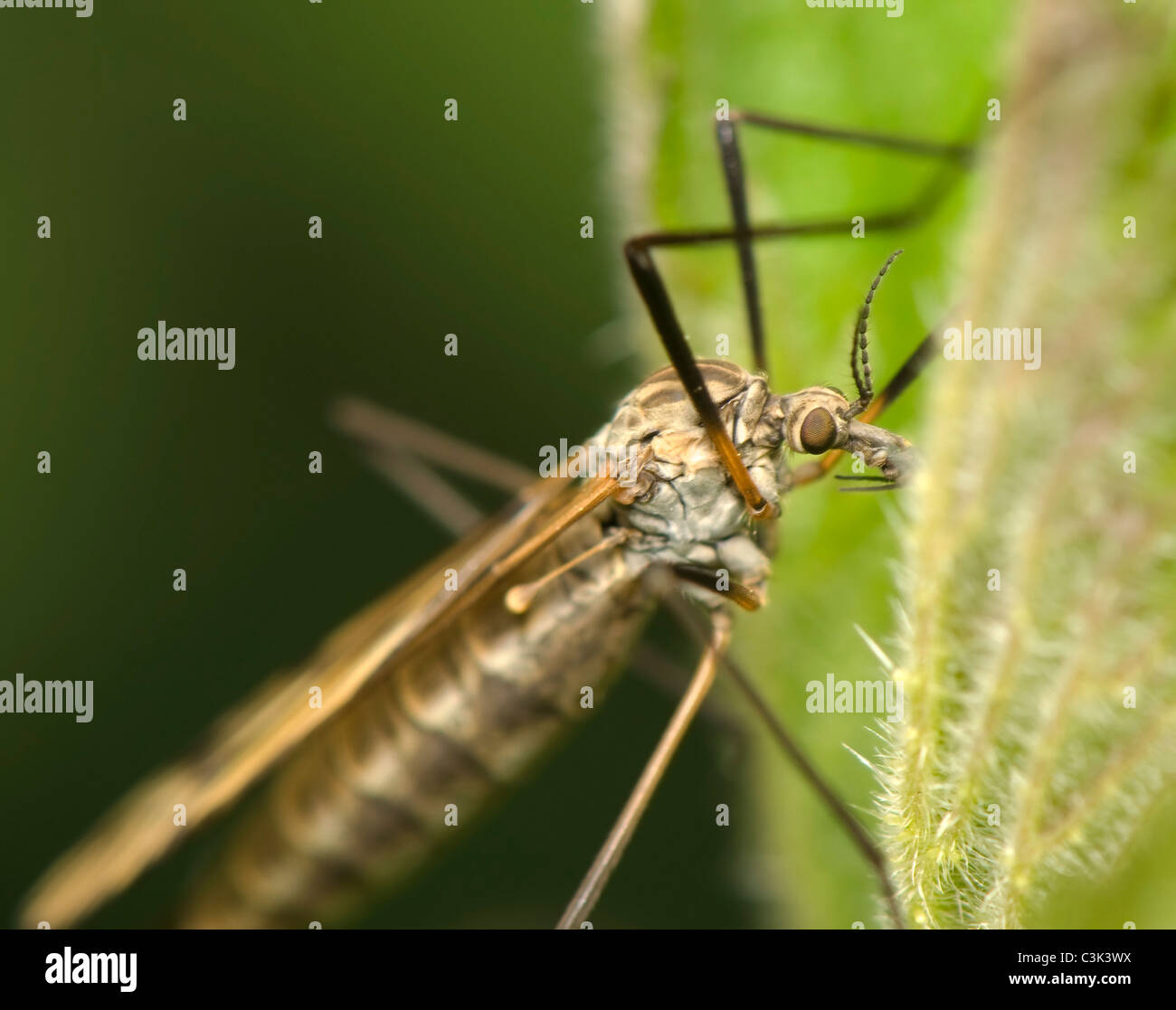 Tipulidae Mosquito Stock Photos & Tipulidae Mosquito Stock Images - Alamy