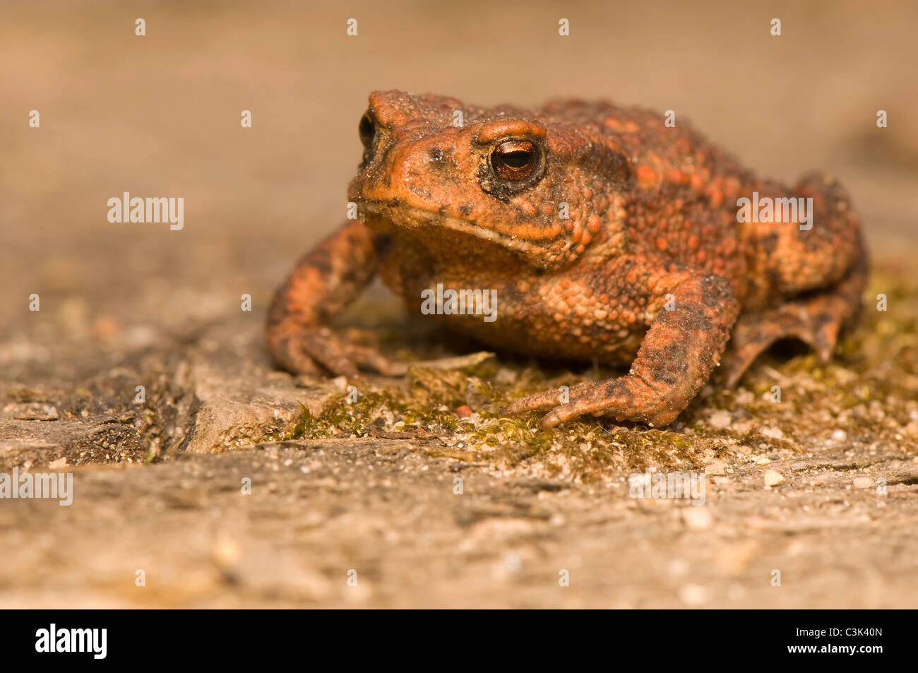 Bufo bufo toad tree hi-res stock photography and images - Alamy