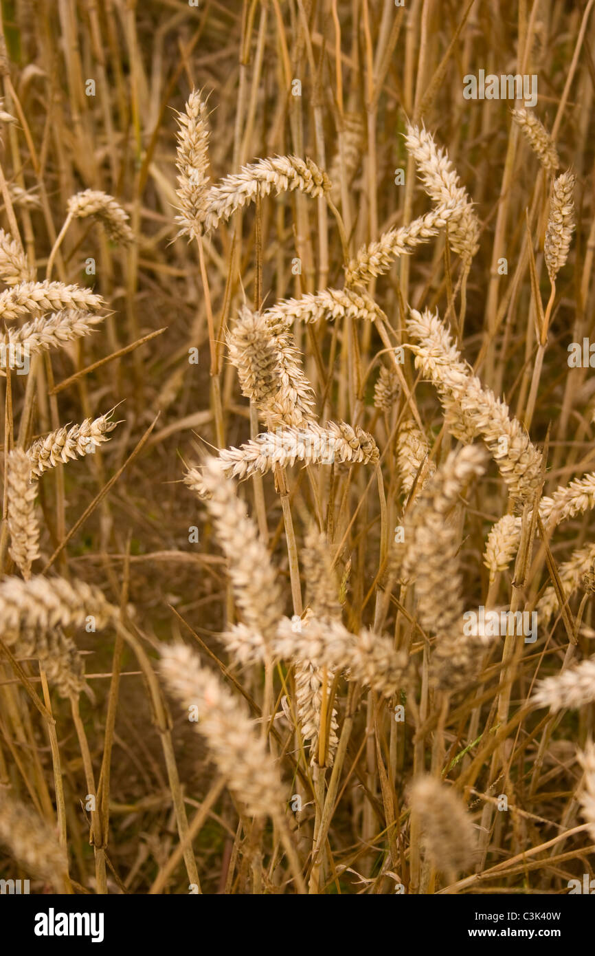 Ears of grain hi-res stock photography and images - Alamy