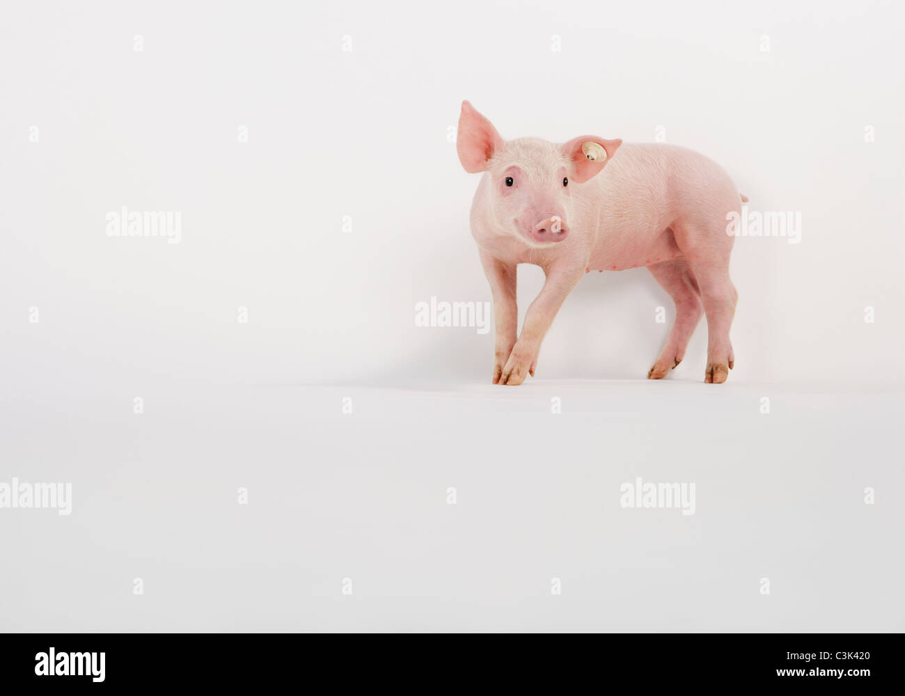 Pink piglet on white background Stock Photo - Alamy