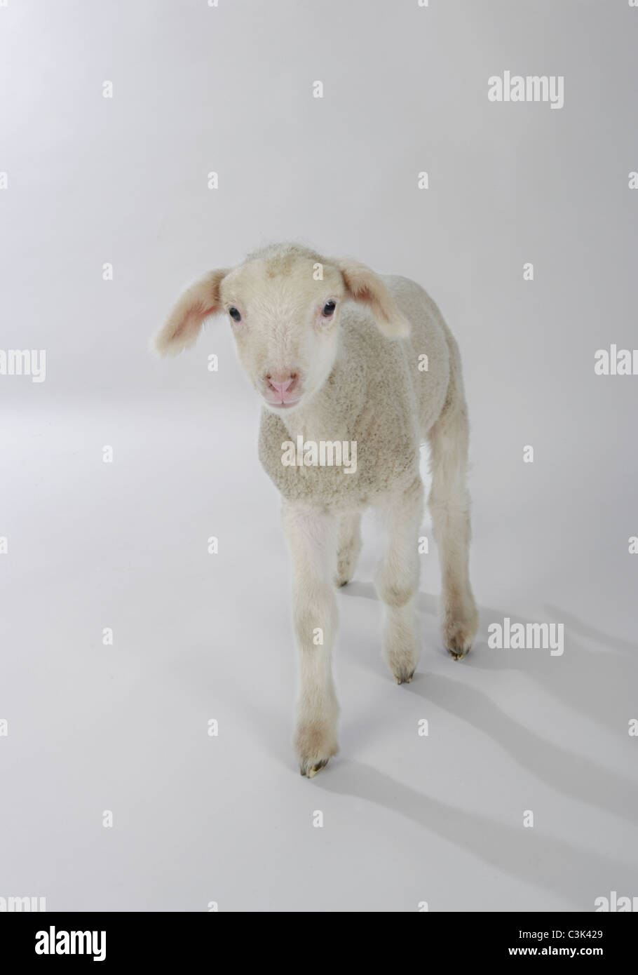 Lamb on white background Stock Photo - Alamy