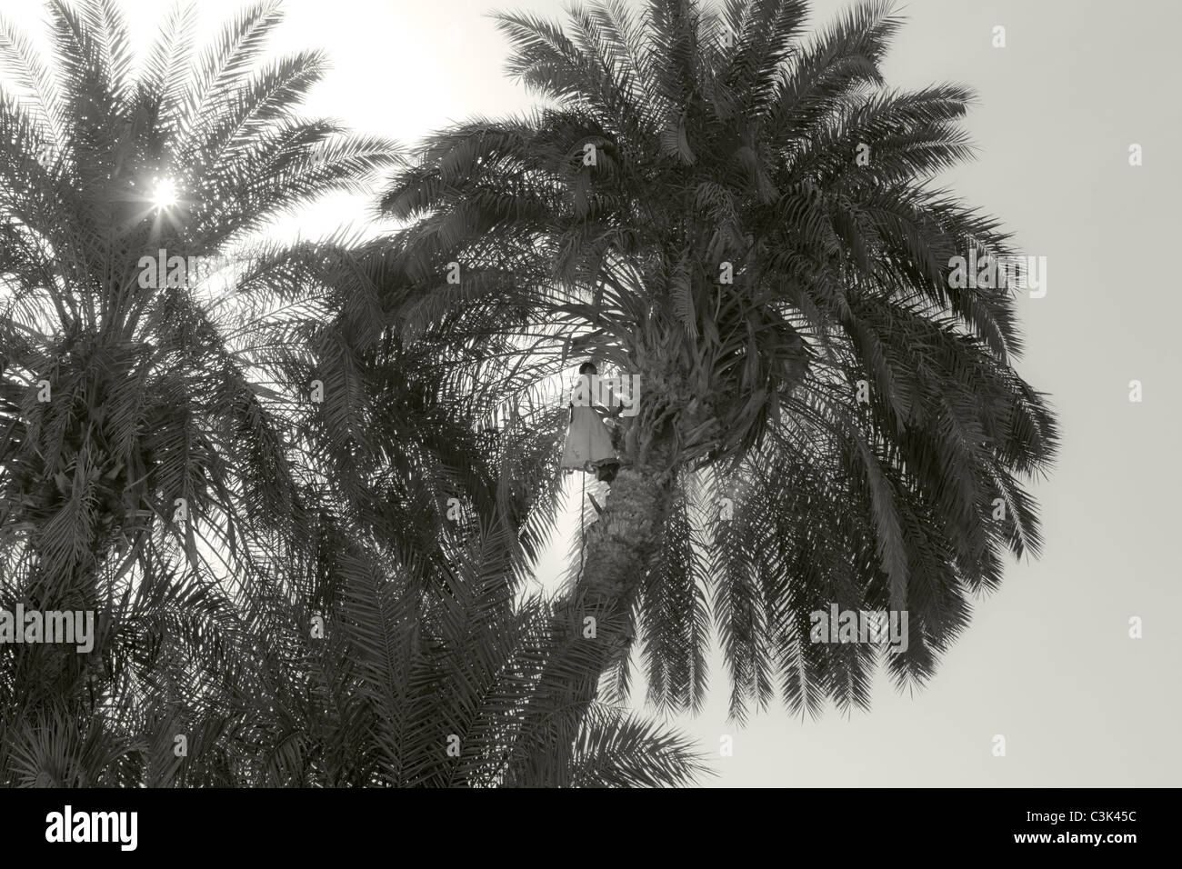 Scaling palm tree hi-res stock photography and images - Alamy
