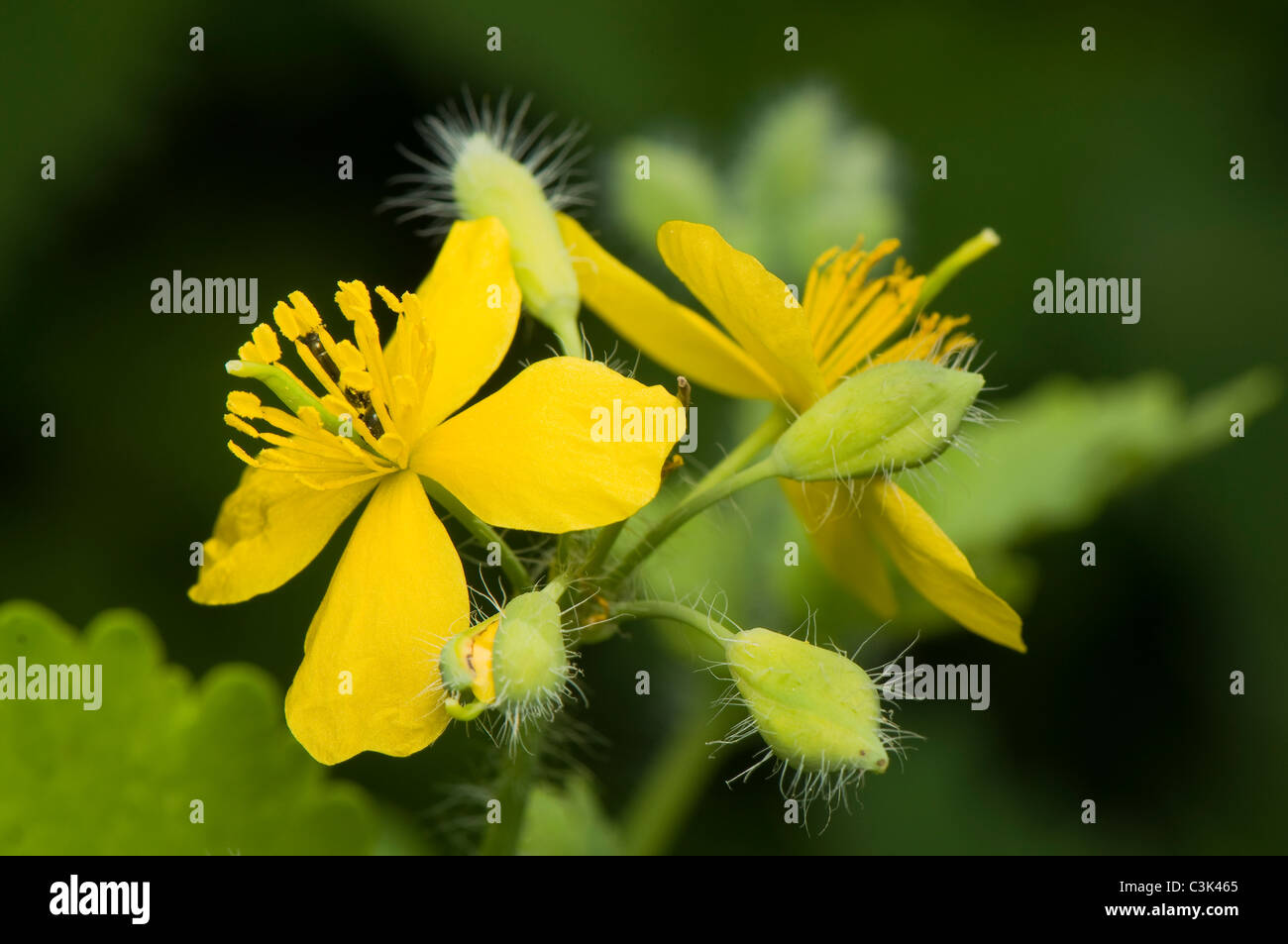 Wartwort chelidonium majus hi-res stock photography and images - Alamy