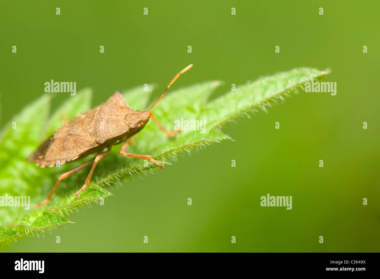Invertebrate arthropod hi-res stock photography and images - Alamy