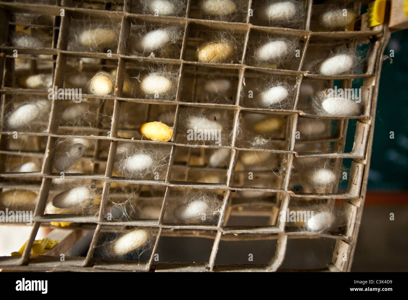 Silk worm farm, Phonsavan Laos Stock Photo - Alamy