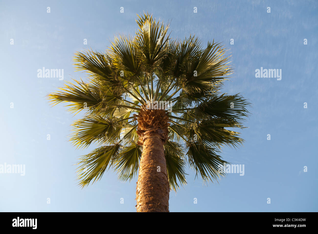 Top of a date palm centred against a lightly cloud mottled blue sky ...
