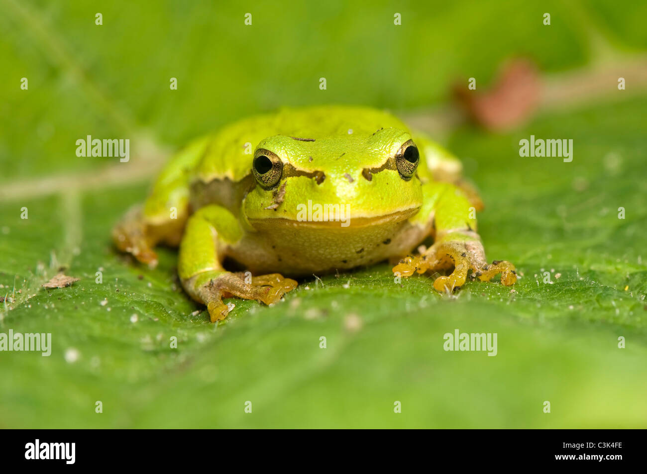 Hyla arborea fingers hi-res stock photography and images - Alamy