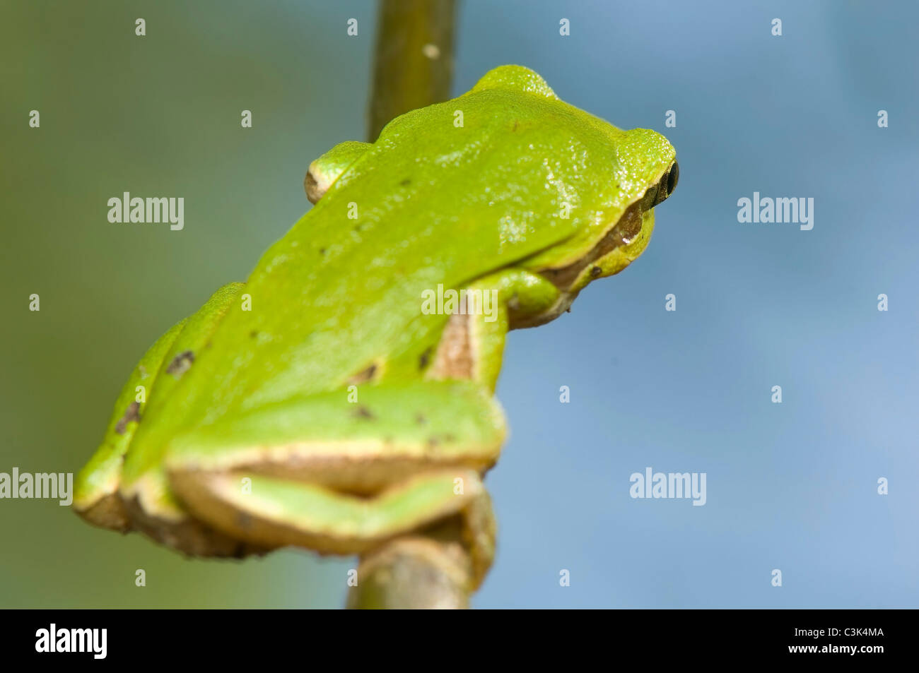Hyla arboreal hi-res stock photography and images - Alamy