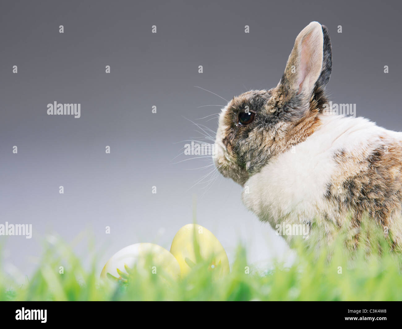 Easter bunny sitting in grass with eggs Stock Photo - Alamy