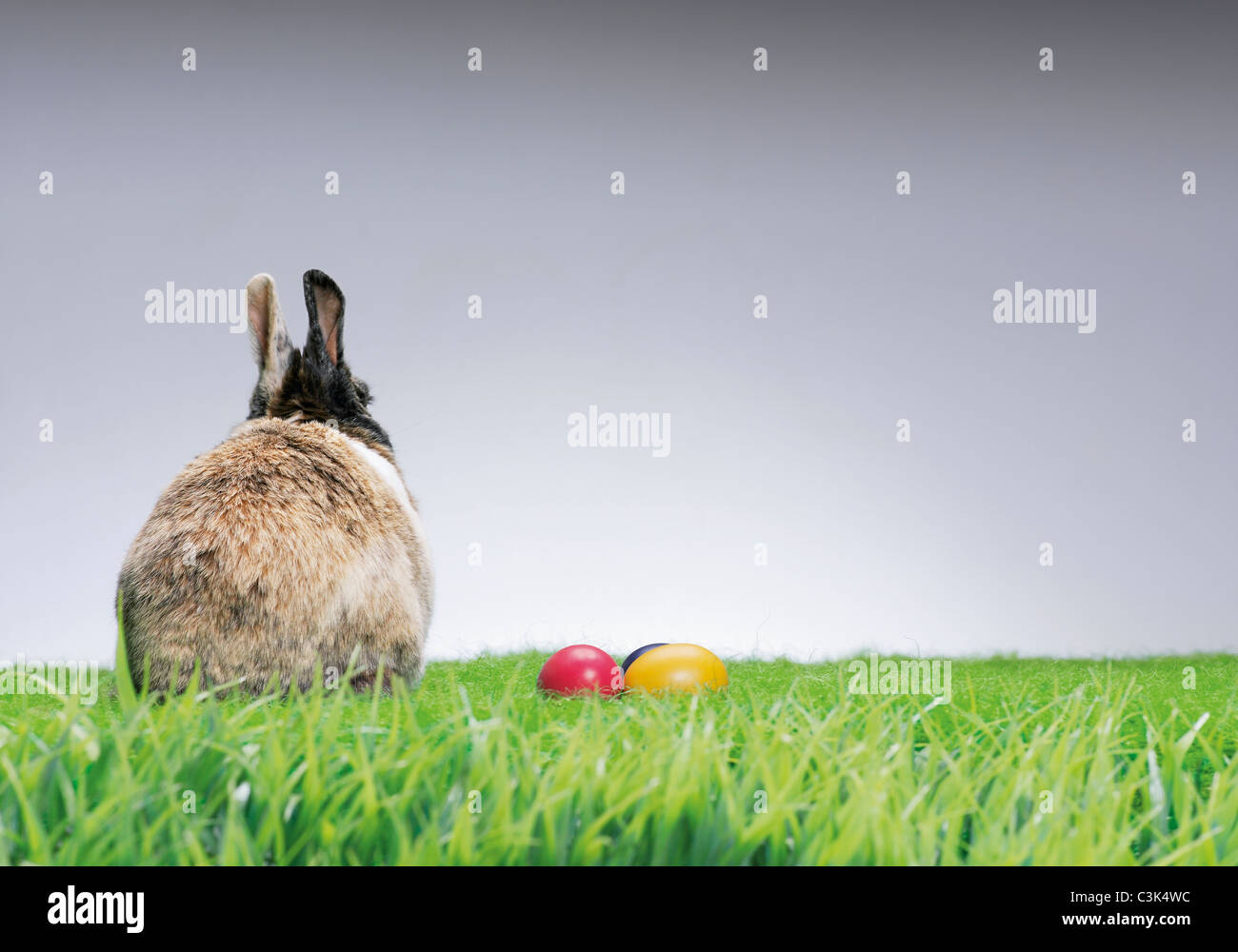 Bunny photography hi-res stock photography and images - Alamy